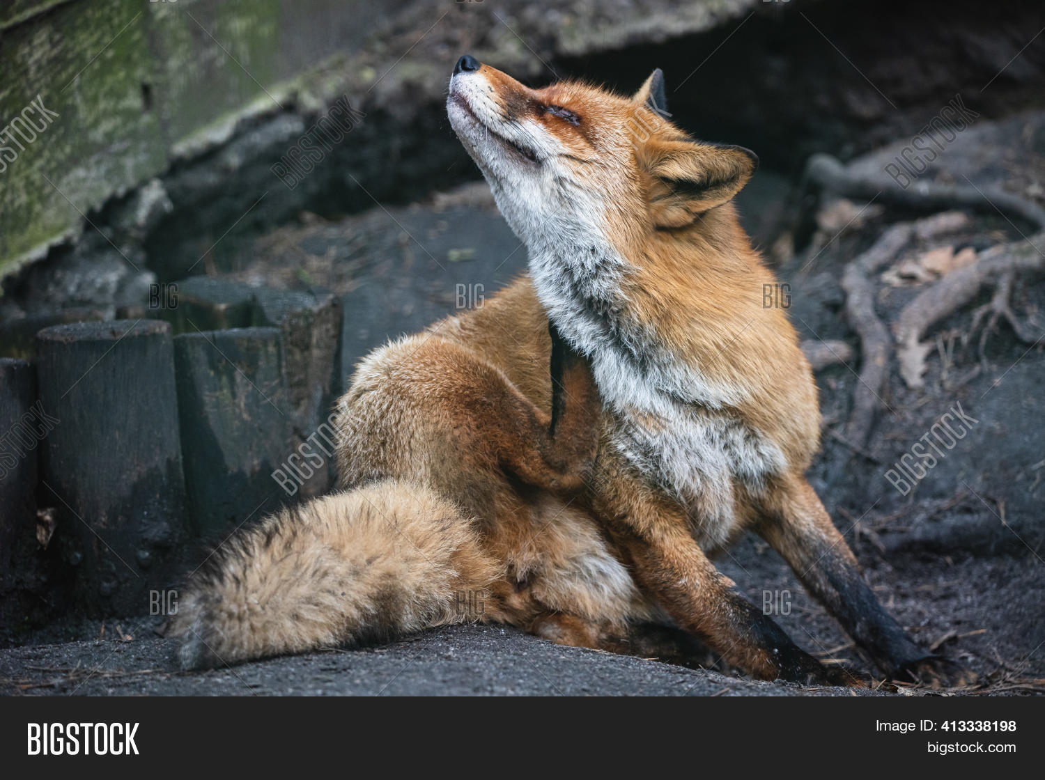 Fluffy Red Fox Image & Photo (Free Trial) | Bigstock