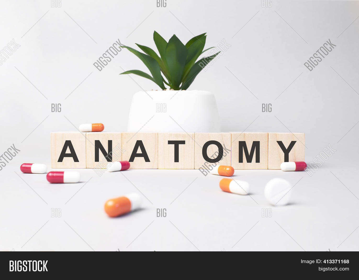 Word Anatomy Made Image & Photo (Free Trial) | Bigstock