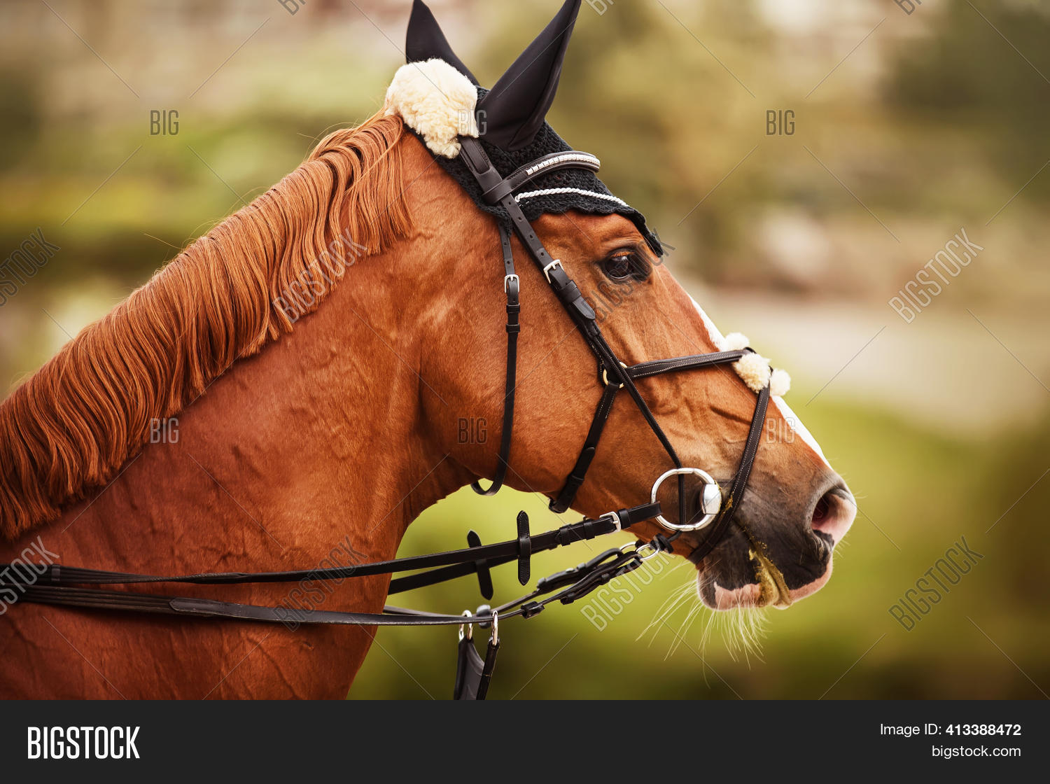 Beautiful Sorrel Horse Image & Photo (Free Trial) | Bigstock