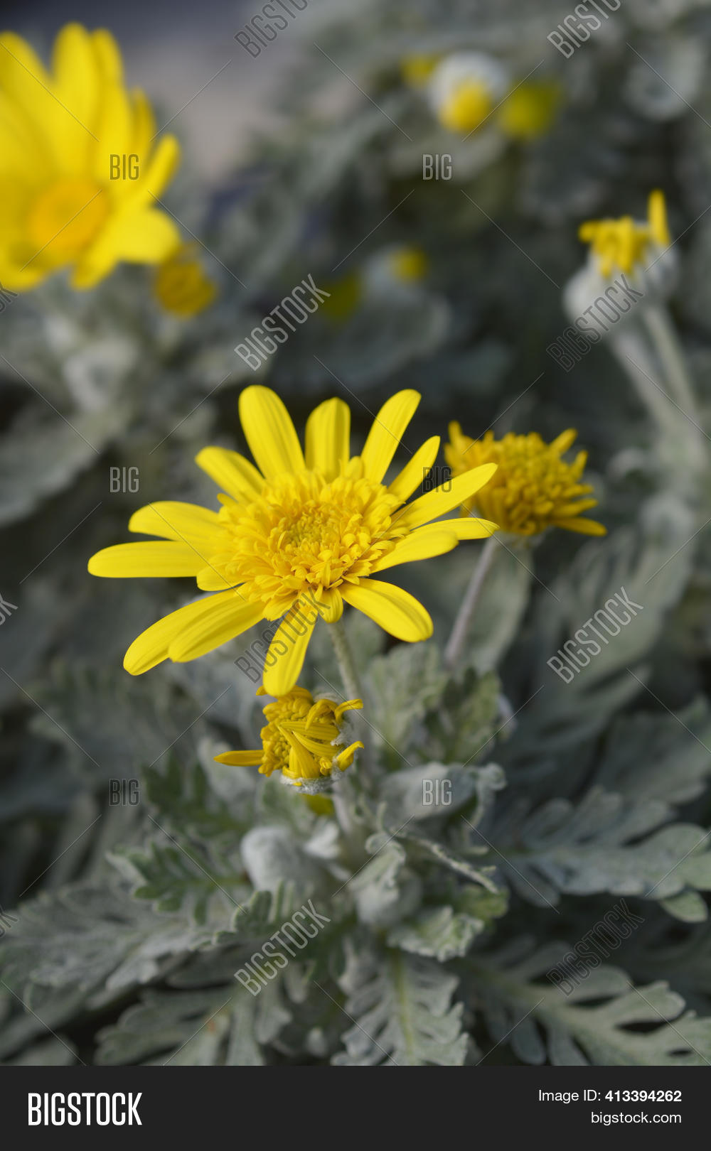 Gray-leaf Eurypos Image & Photo (Free Trial) | Bigstock