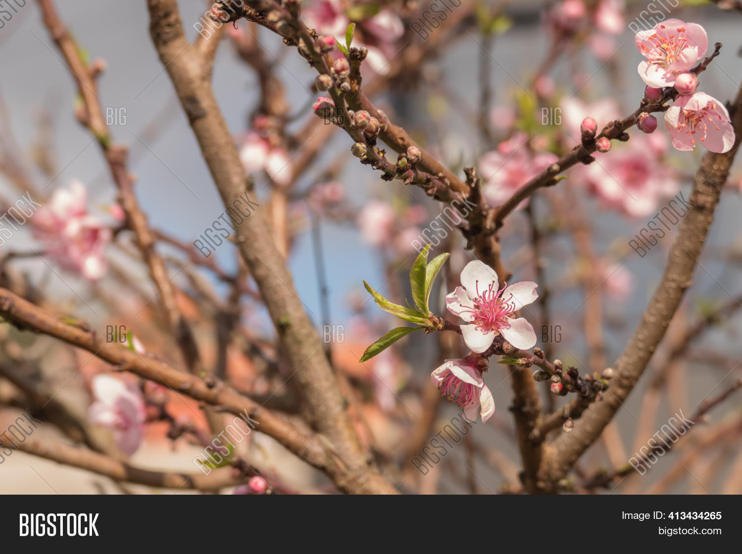 Peach Tree Prunus Image & Photo (Free Trial) | Bigstock
