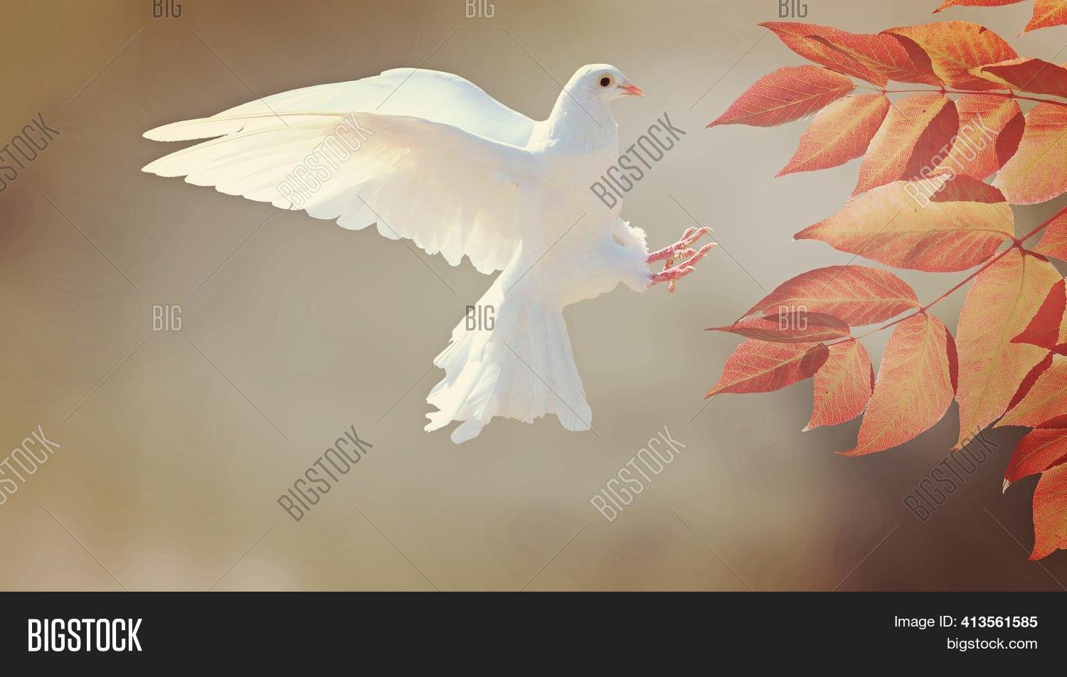 Most Doves Have Image & Photo (Free Trial) | Bigstock