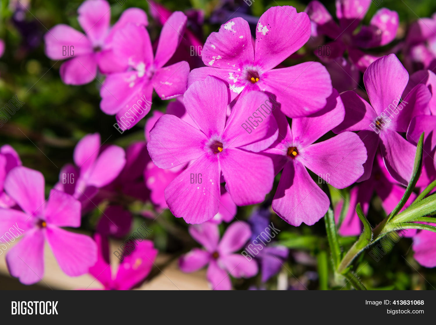 Close- Wonderful Plant Image & Photo (Free Trial) | Bigstock