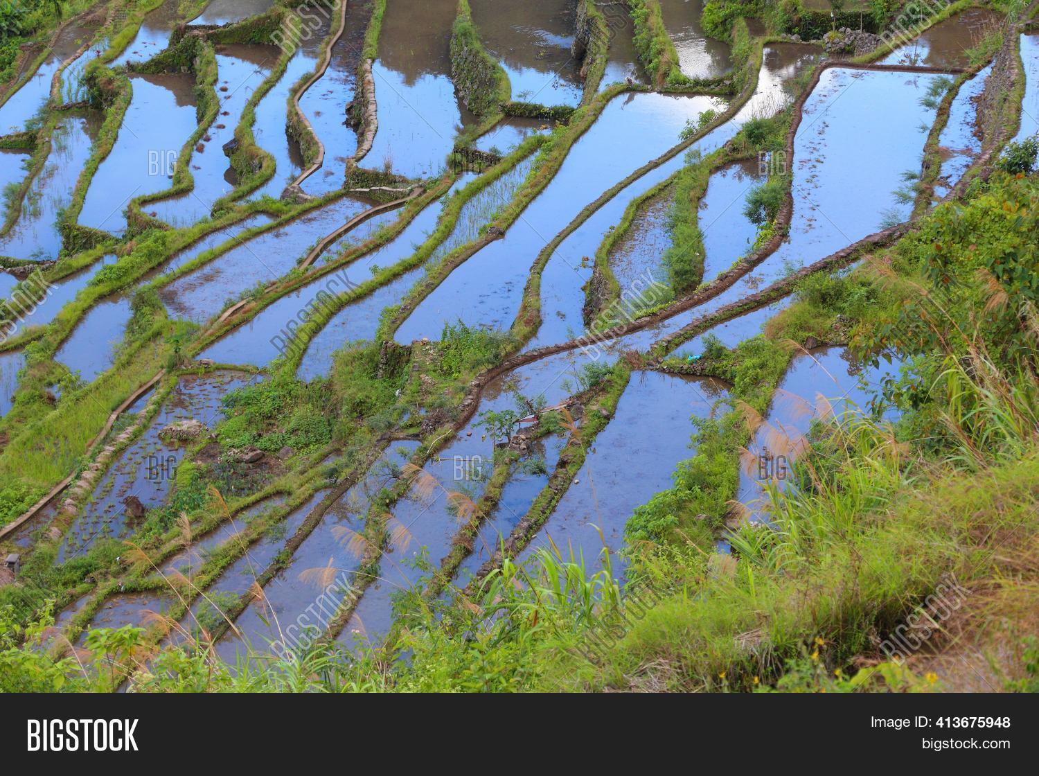 Rice Terrace Landscape Image & Photo (Free Trial) | Bigstock