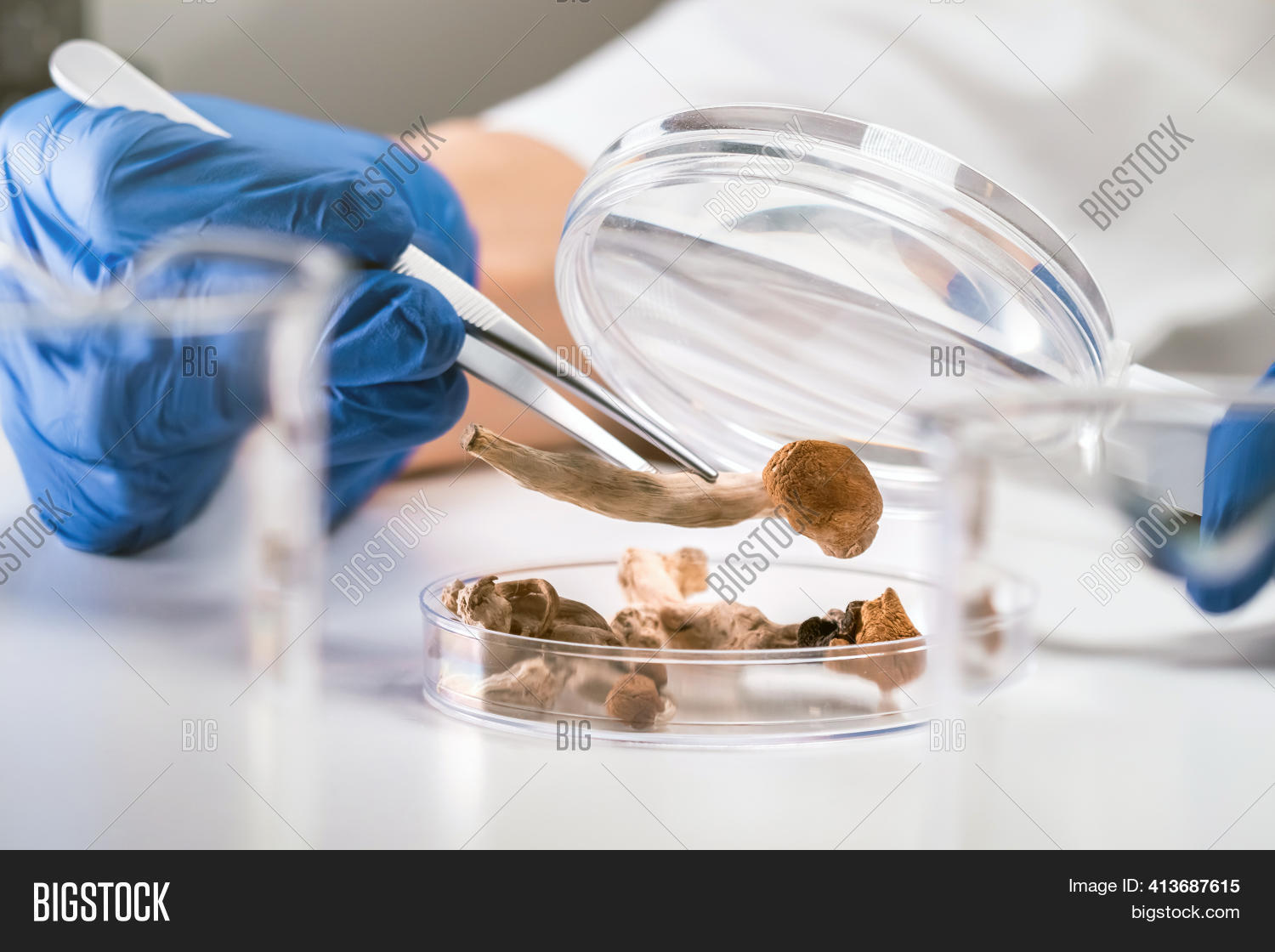 Magic Mushrooms Image & Photo (Free Trial) | Bigstock