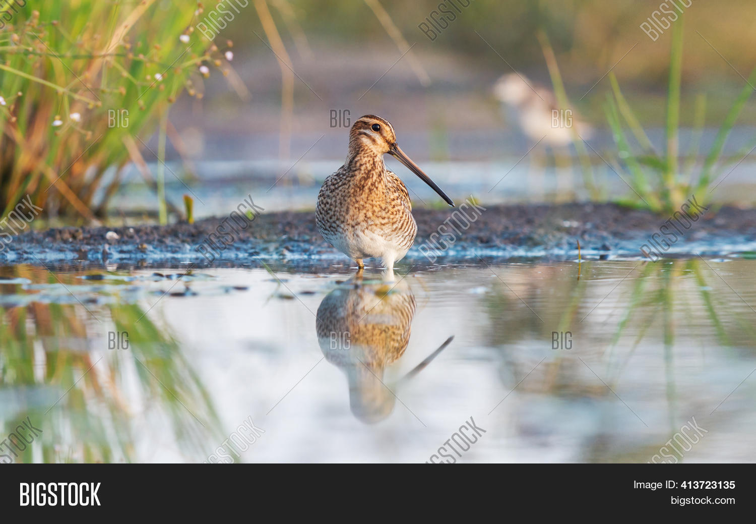 Snipe Stands Proudly Image & Photo (Free Trial) | Bigstock