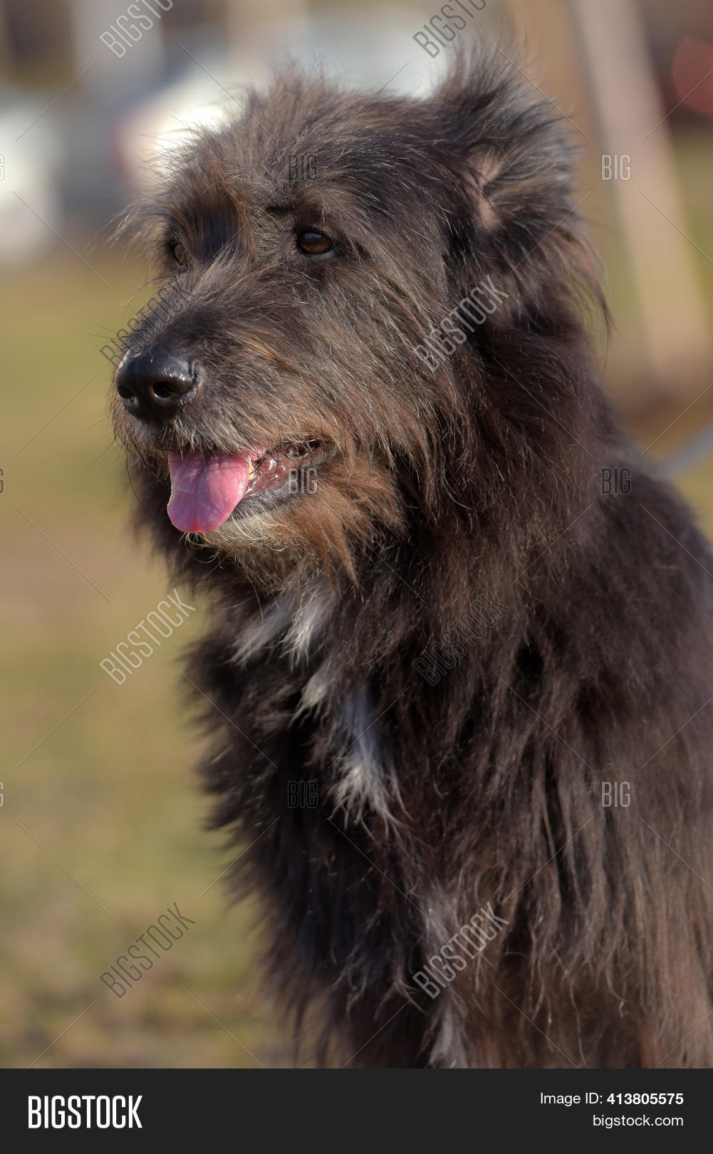 Black Dog Mestizo Image & Photo (Free Trial) | Bigstock