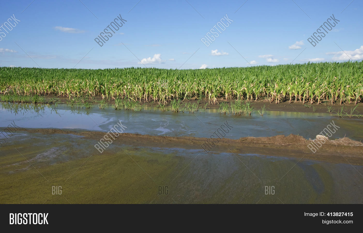 Water-flooded Corn Image & Photo (Free Trial) | Bigstock