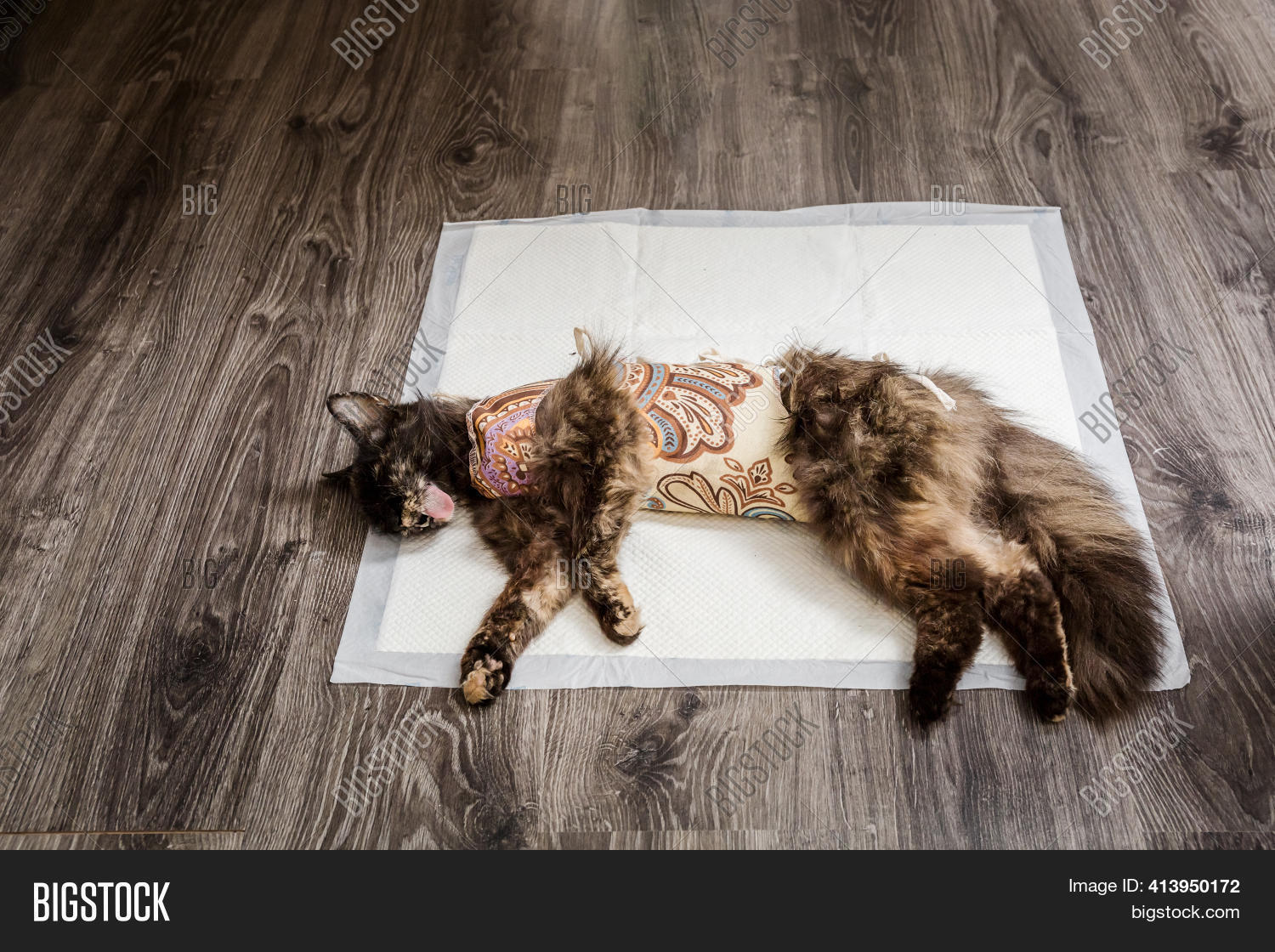 One Adult Cat Bandages Image & Photo (Free Trial) | Bigstock