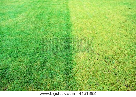 Yellow-Green Grass Image & Photo (Free Trial) | Bigstock