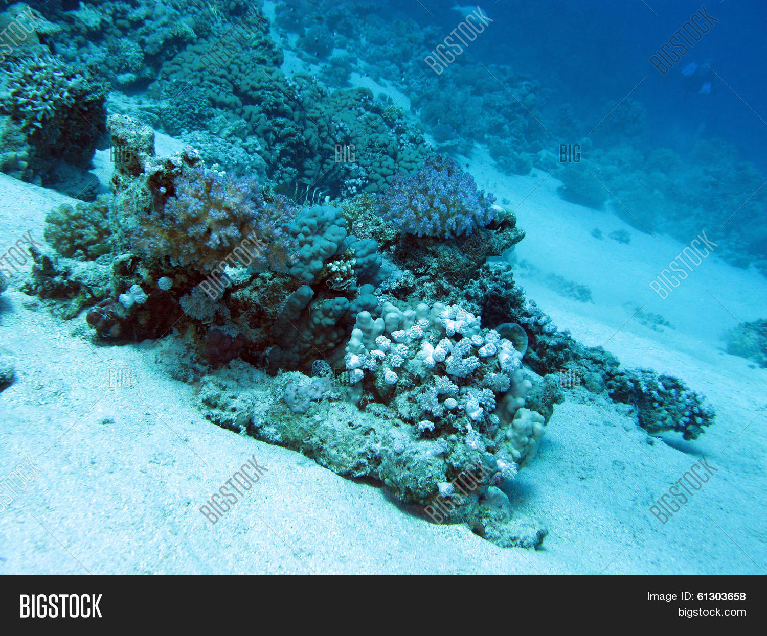 Coral Reef Great Depth Image & Photo (Free Trial) | Bigstock