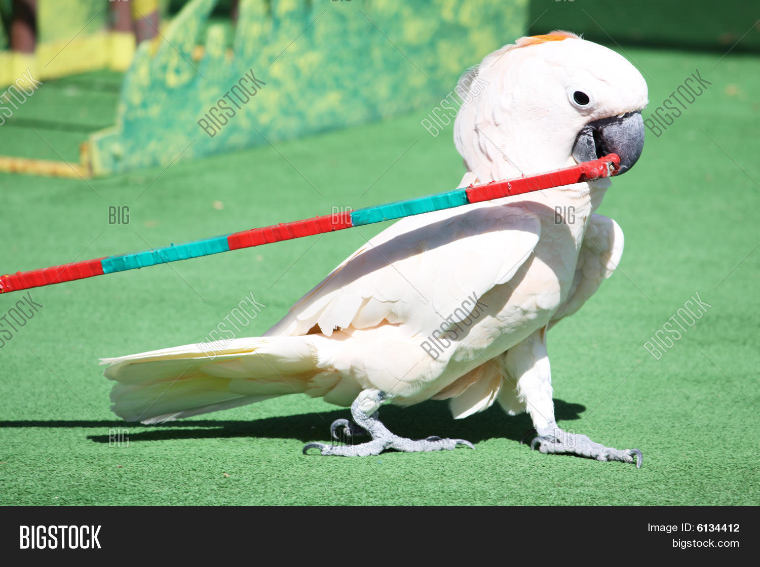 Parrot Performing Image & Photo (Free Trial) | Bigstock