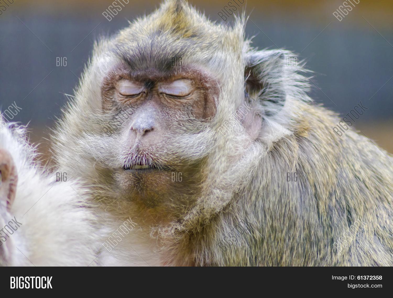 Crab Eating Macaque Image & Photo (Free Trial) | Bigstock