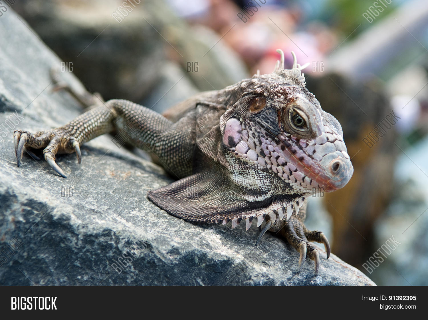 Close Iguana On Rock Image & Photo (Free Trial) | Bigstock