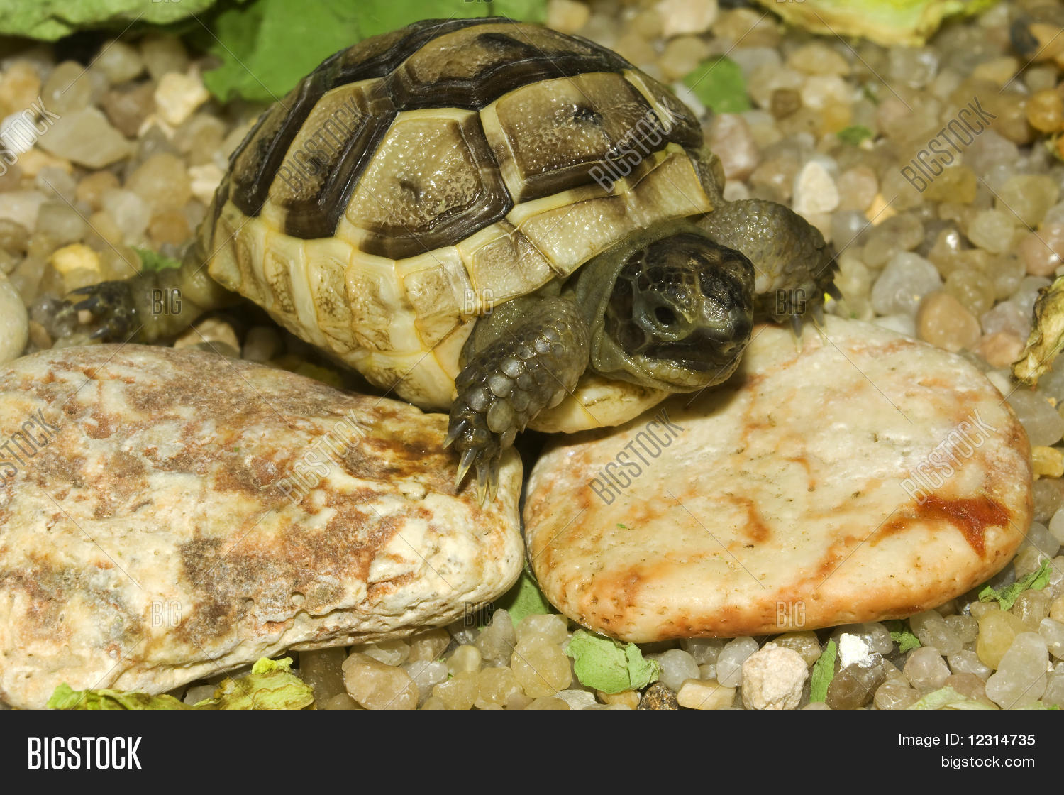 Juvenile Greek Turtle Image & Photo (Free Trial) | Bigstock