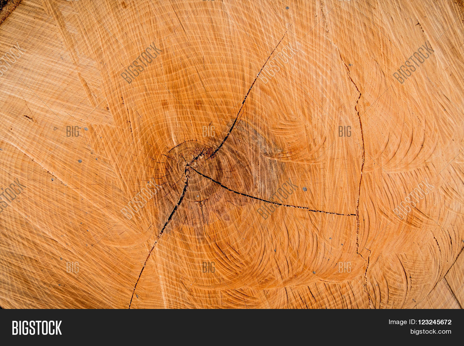 Annual Rings On Tree Image & Photo (Free Trial) | Bigstock