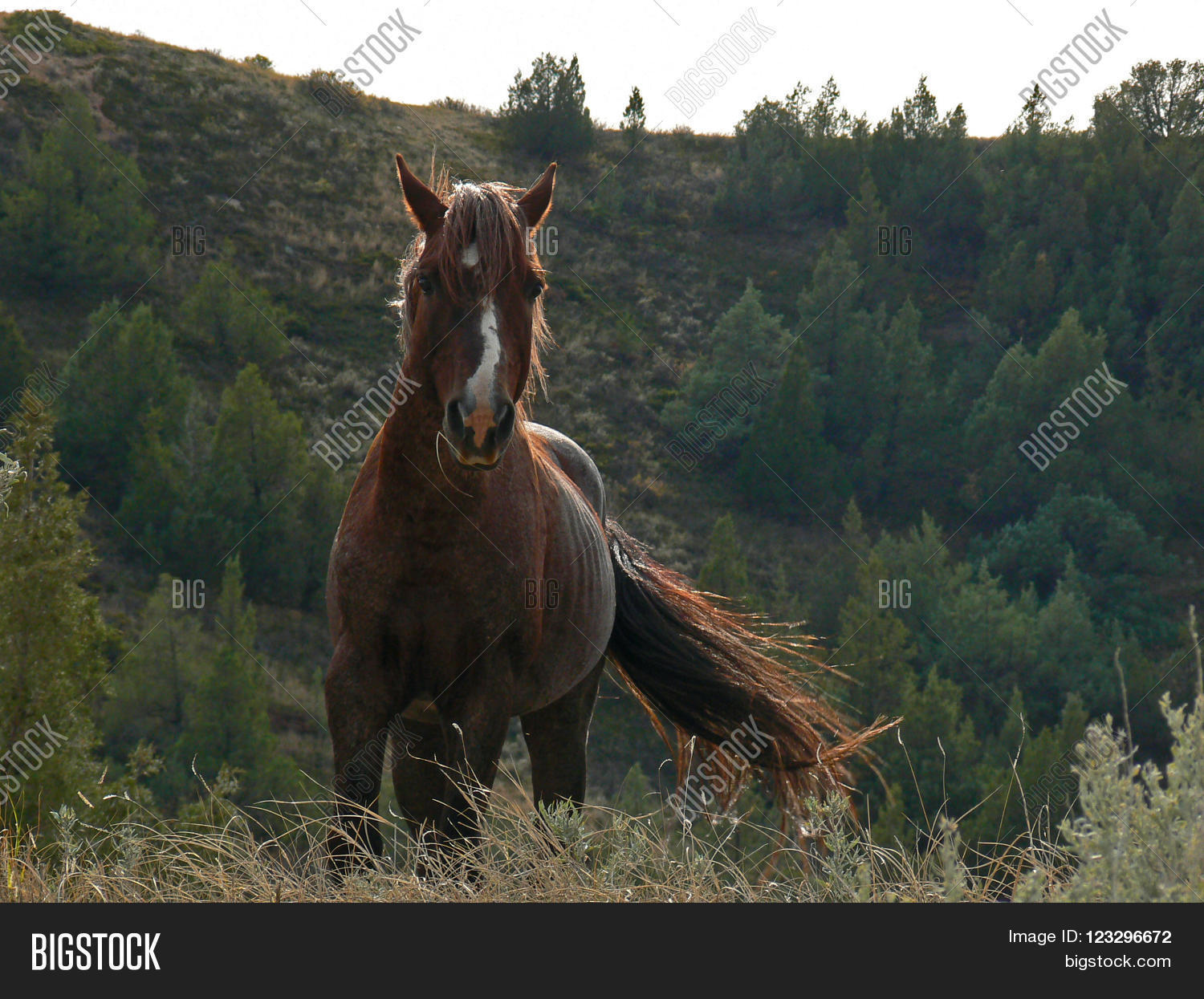 Wild Horse Stallion Image & Photo (Free Trial) | Bigstock