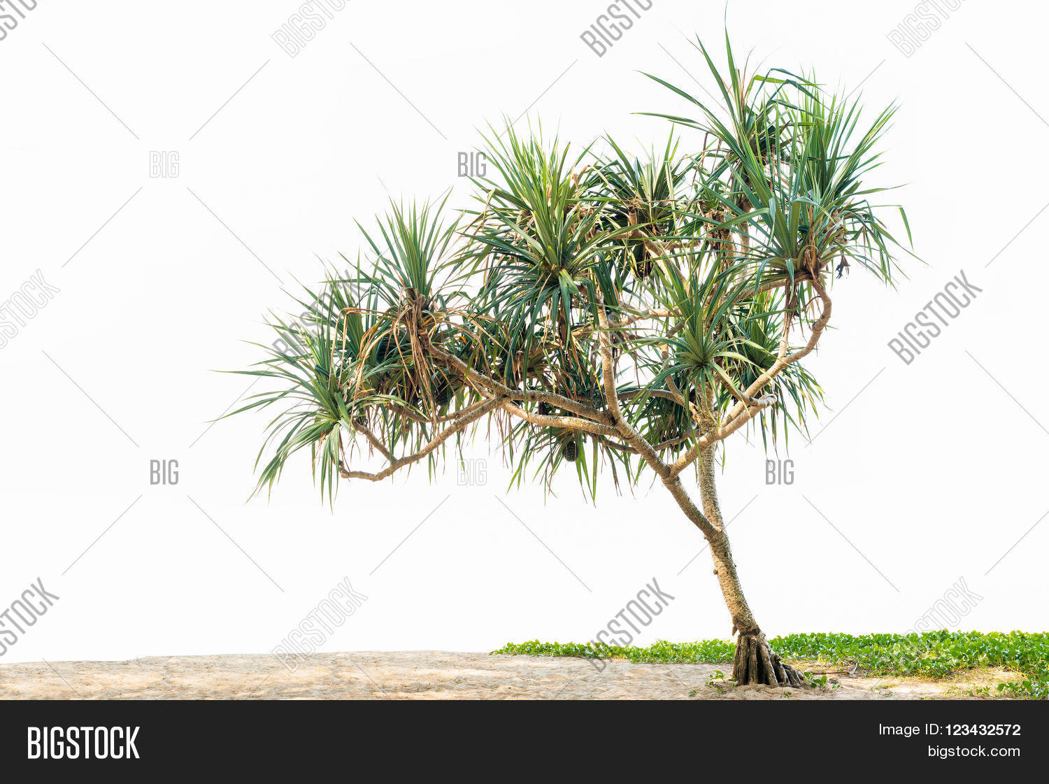 Beautiful Tropical Image & Photo (Free Trial) | Bigstock