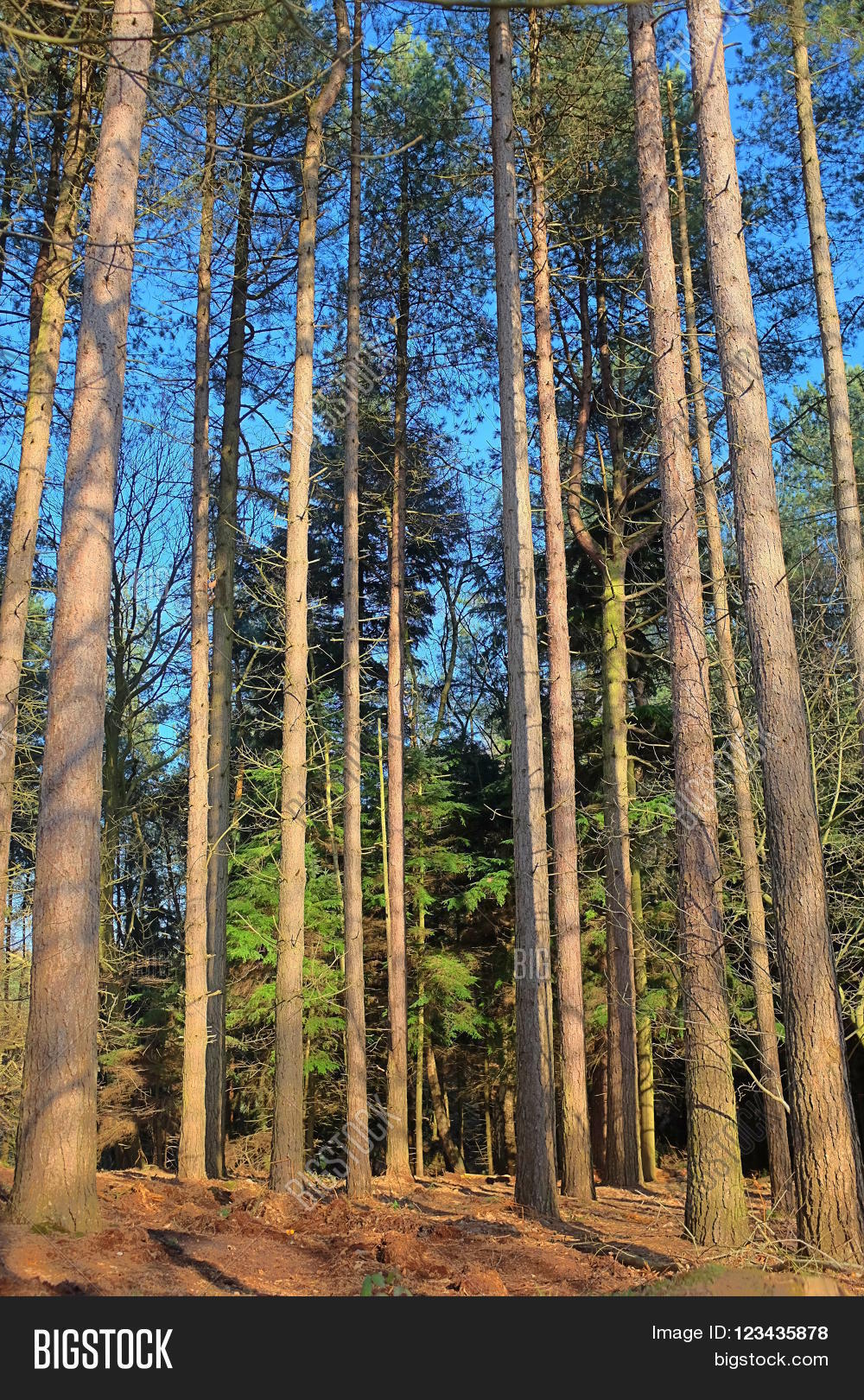 Tall, Thin, Almost Image & Photo (Free Trial) | Bigstock