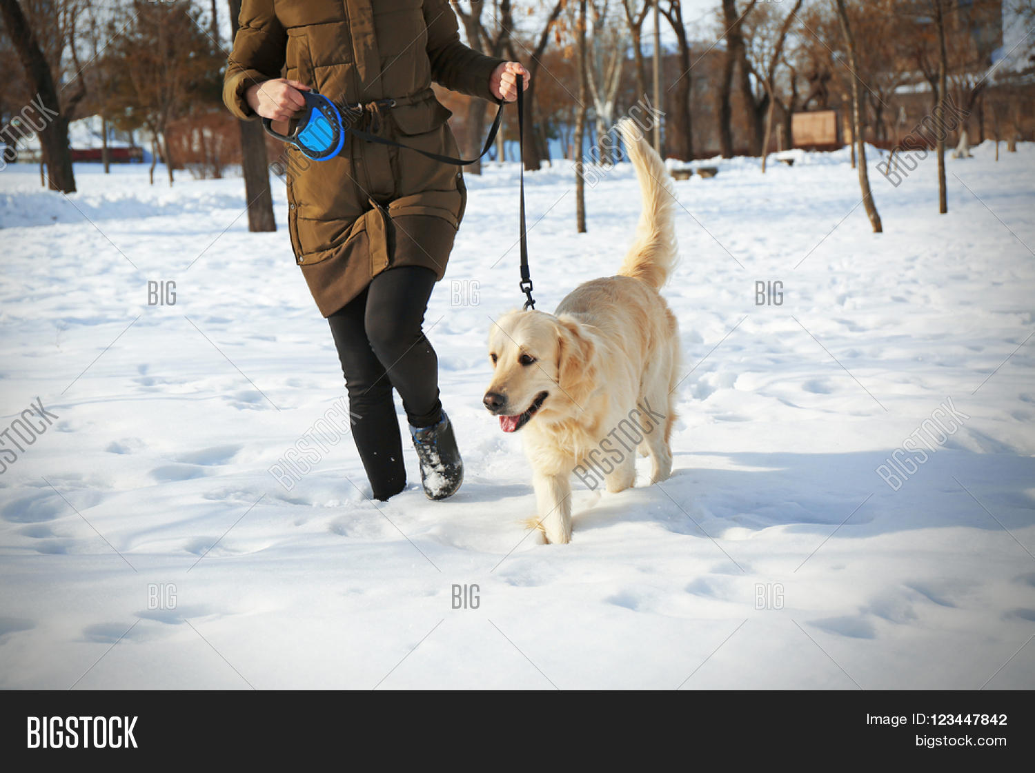 Golden Retriever Going Image & Photo (Free Trial) | Bigstock