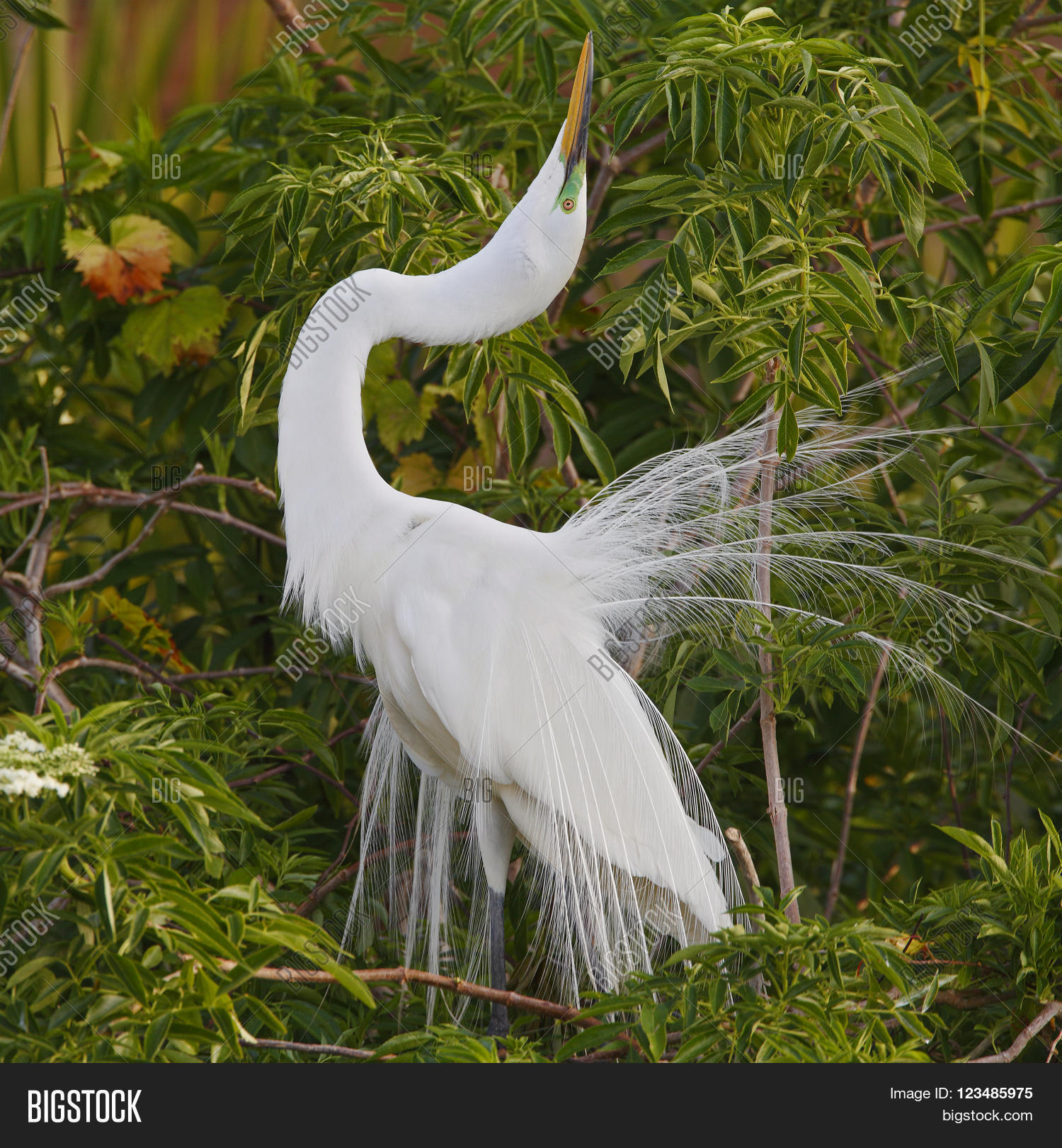 Great Egret Displaying Image & Photo (Free Trial) | Bigstock