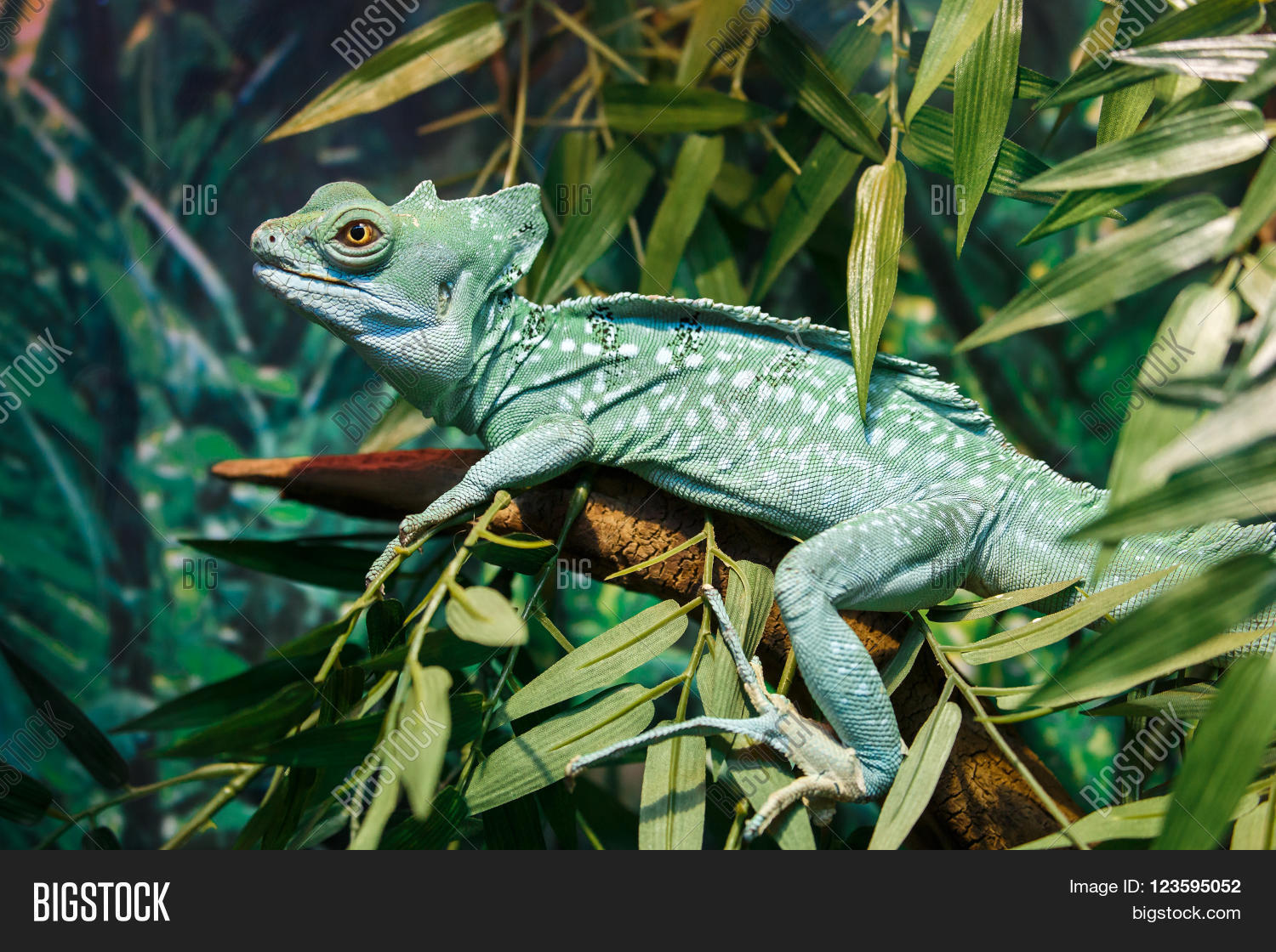 Common Basilisk Image & Photo (Free Trial) | Bigstock