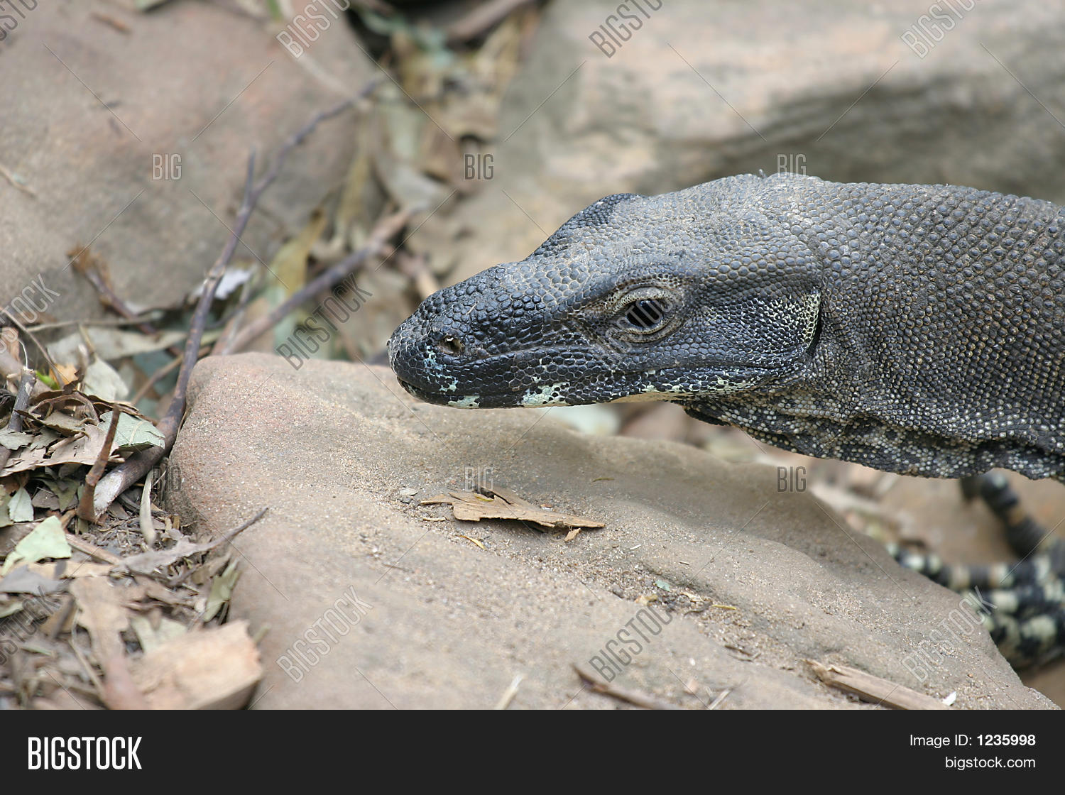 Goanna Lizard Image & Photo (Free Trial) | Bigstock