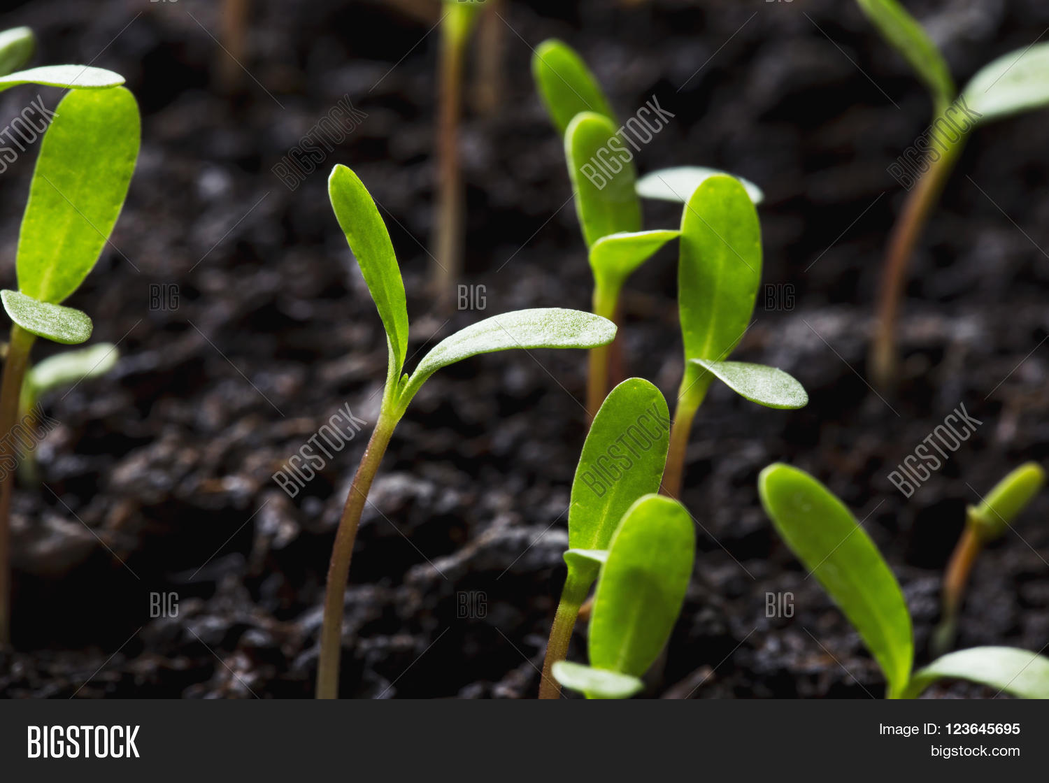 Cotyledons Leaves On Image & Photo (Free Trial) | Bigstock