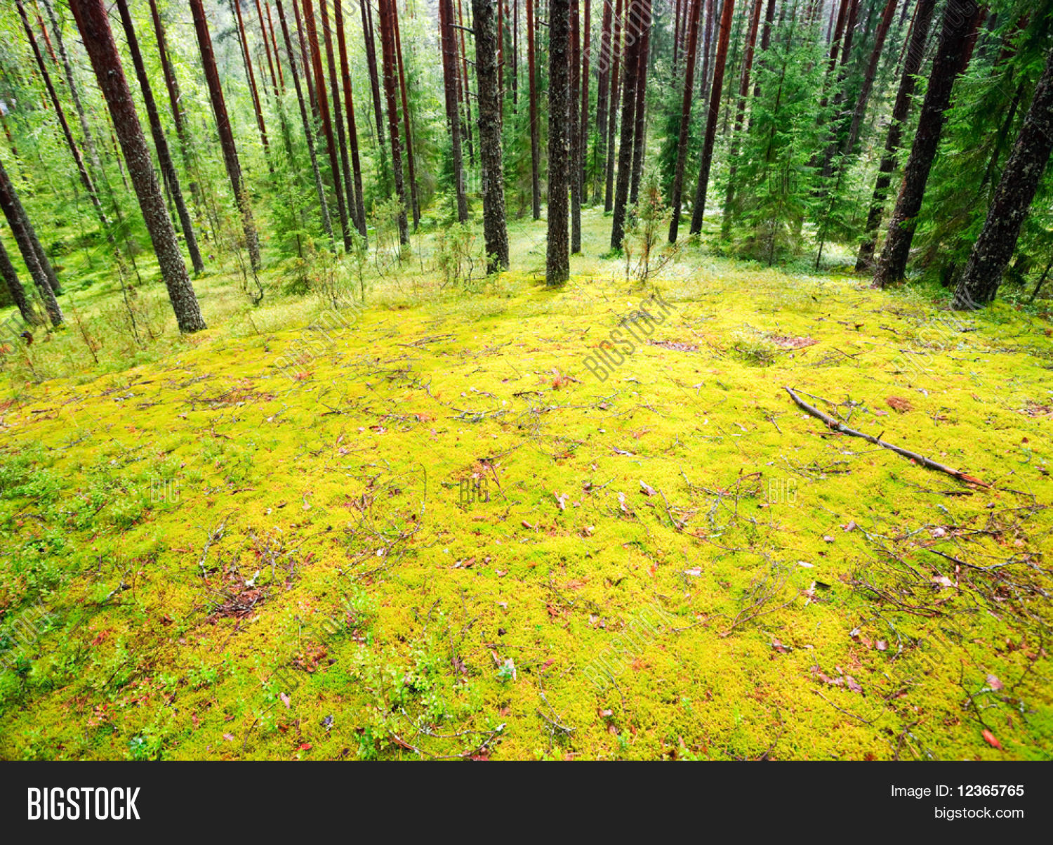 Mossy Meadow Pinewood Image & Photo (Free Trial) | Bigstock