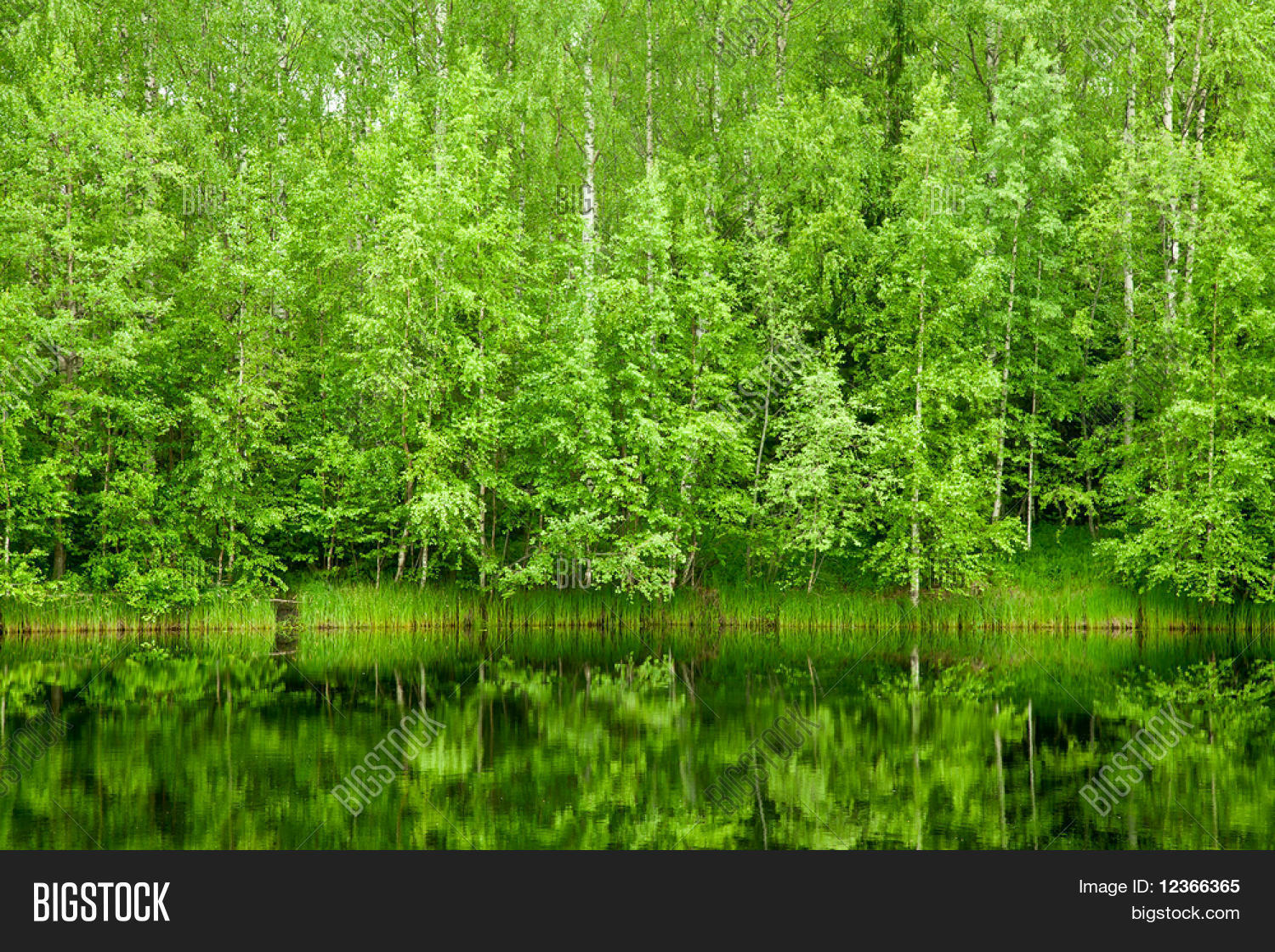 Boreal Forest Image & Photo (Free Trial) | Bigstock