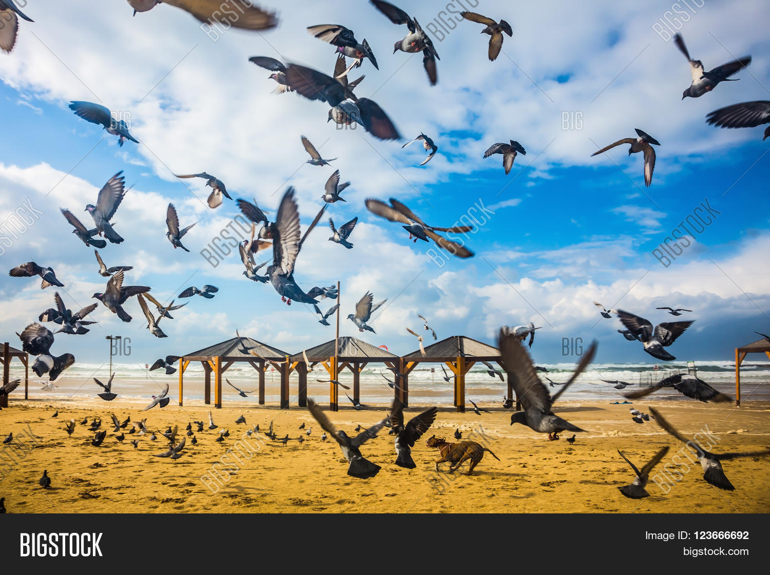 Windy January Day Image & Photo (Free Trial) | Bigstock