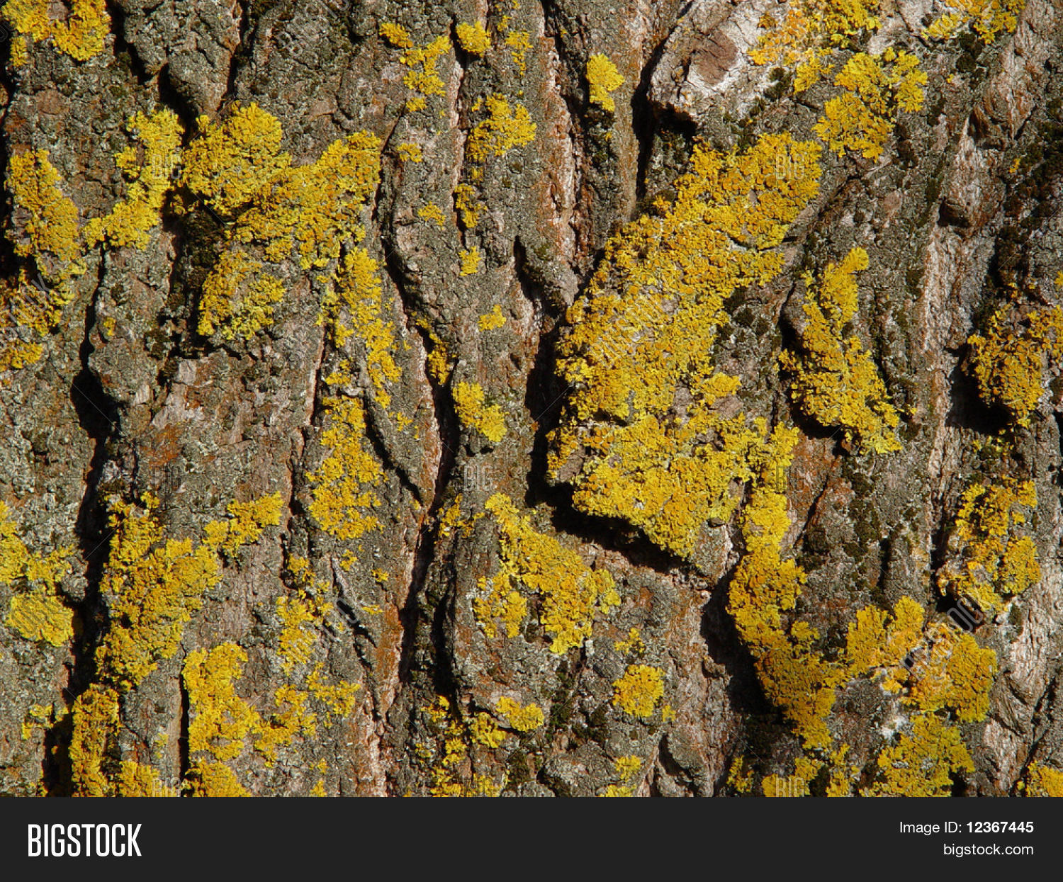 Extreme Close- Grain Image & Photo (Free Trial) | Bigstock