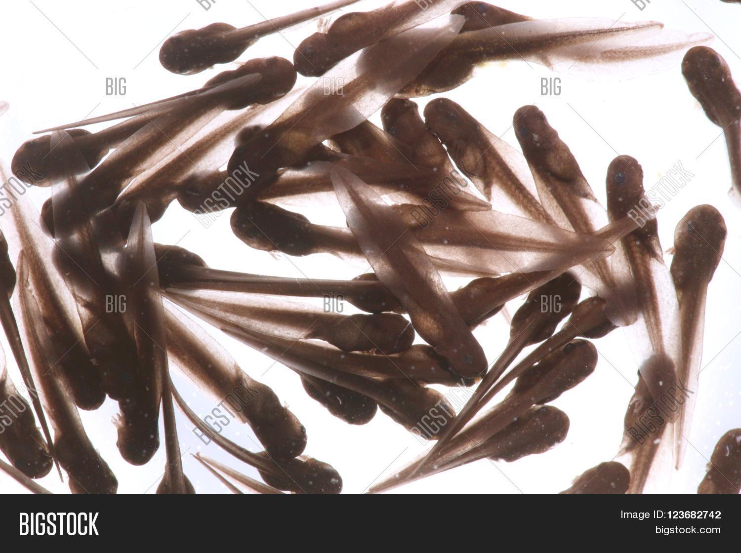 Wood Frog Tadpoles ( Image & Photo (Free Trial) | Bigstock