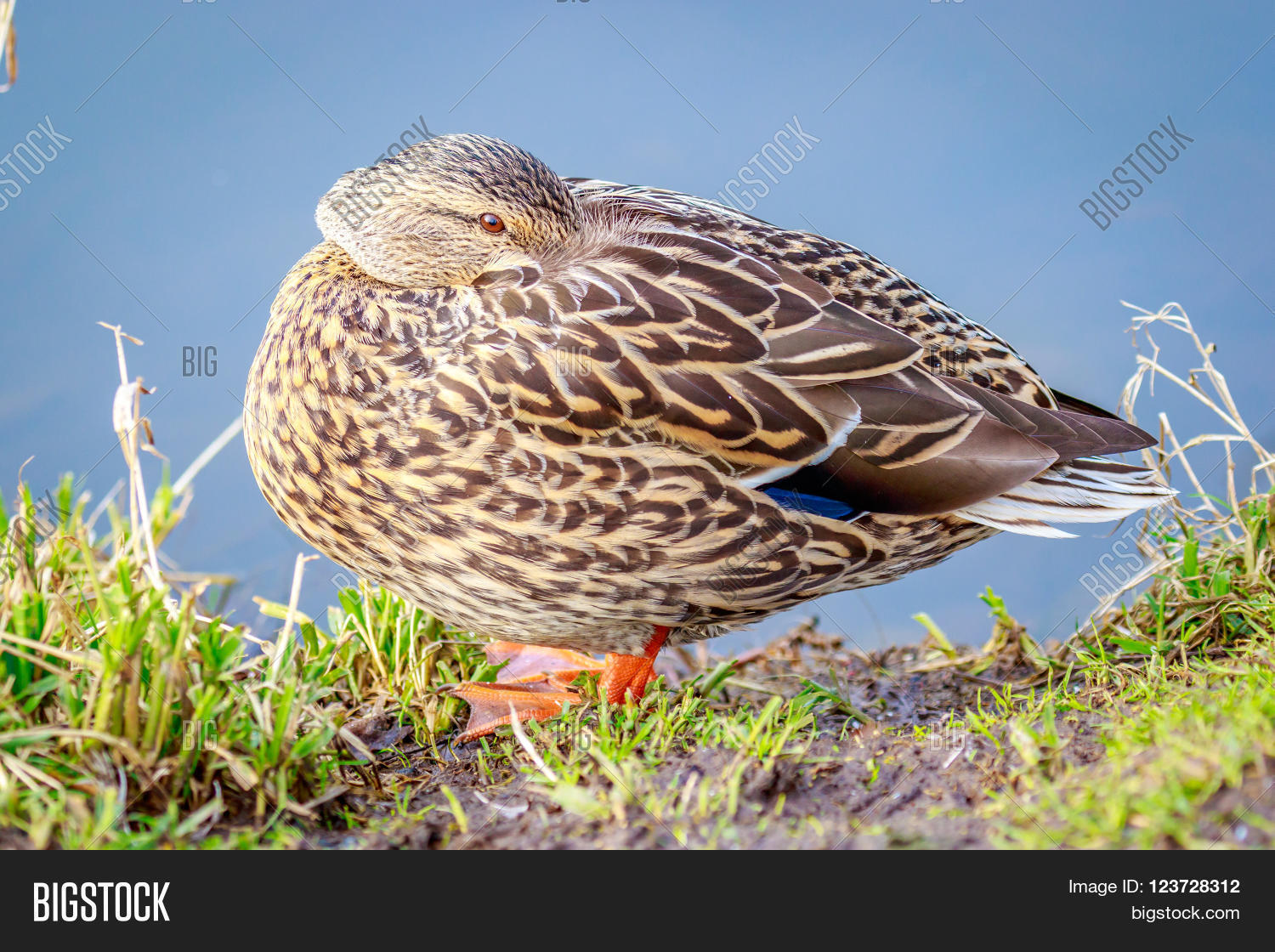 Female Mallard Duck Image & Photo (Free Trial) | Bigstock