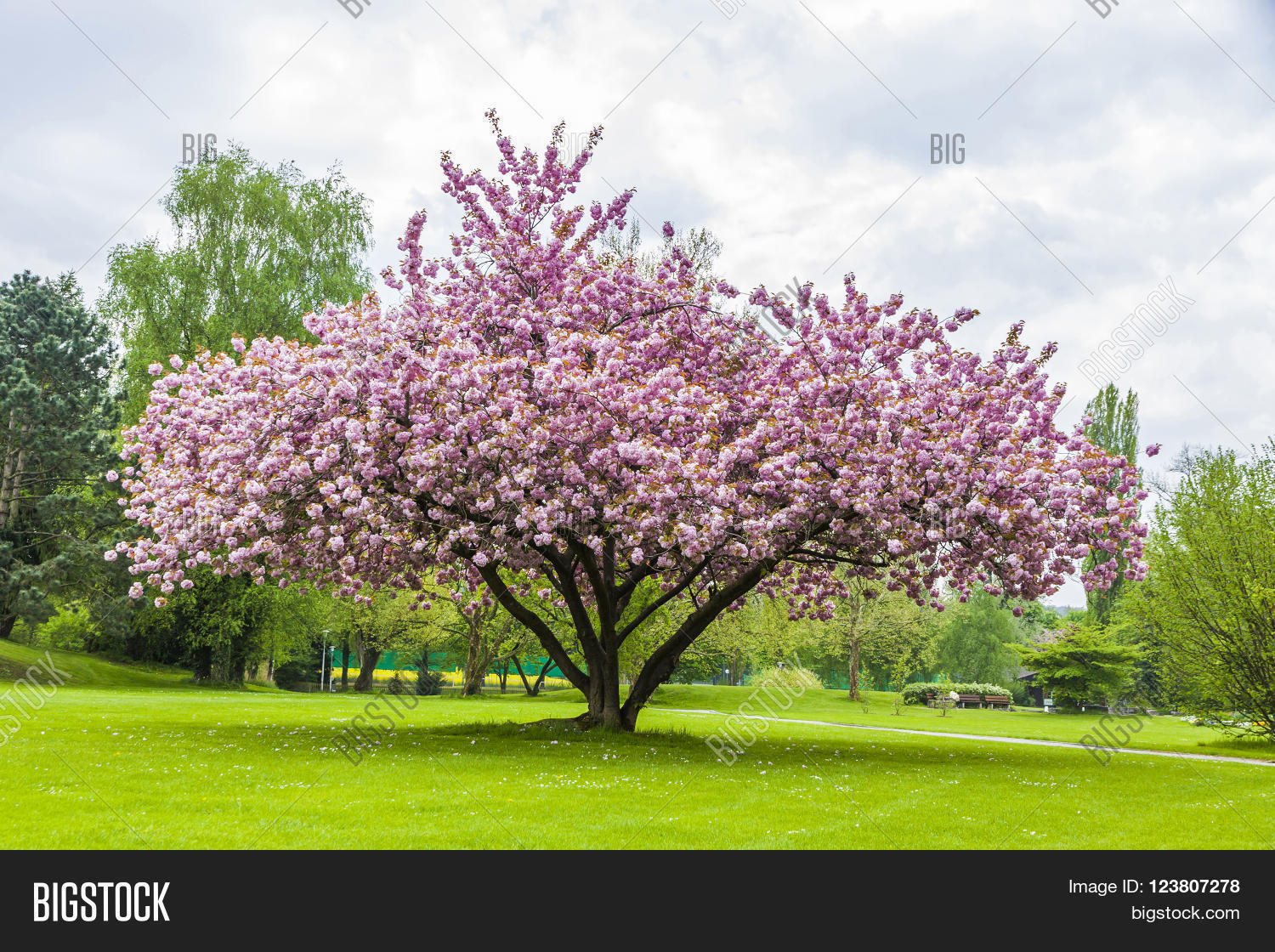 Beautiful Sakura Tree Image & Photo (Free Trial) | Bigstock