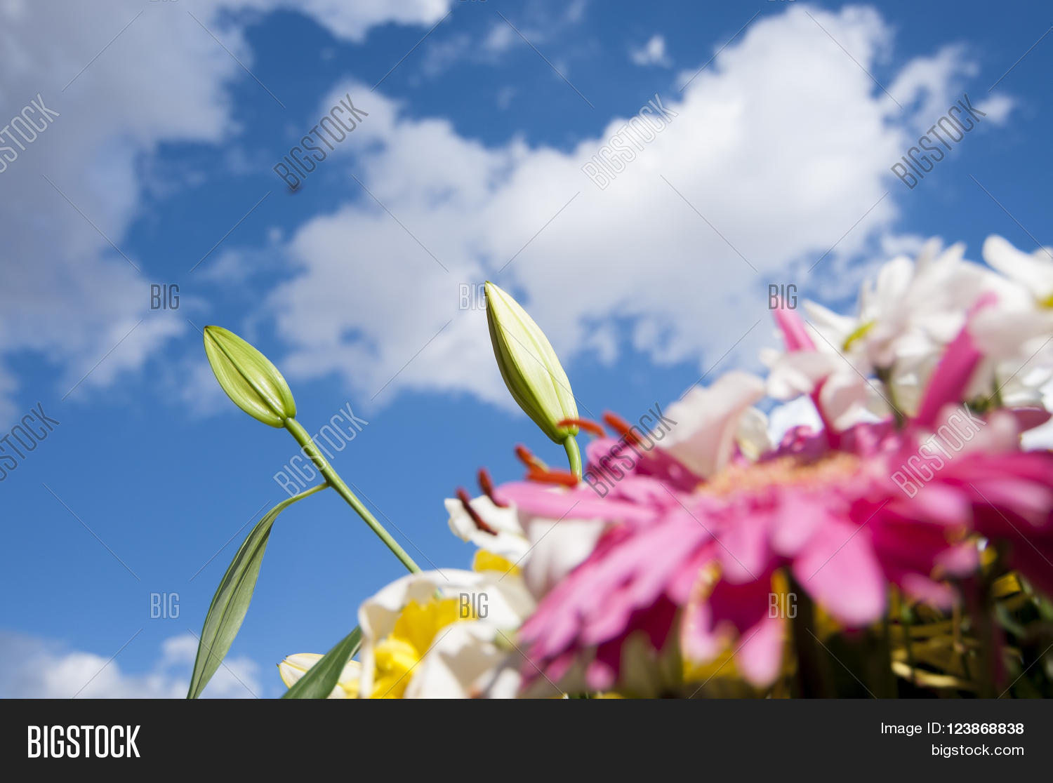 Bunch, Field Flowers Image & Photo (Free Trial) | Bigstock