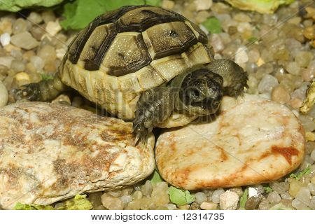 Juvenile Greek Turtle Image & Photo (Free Trial) | Bigstock