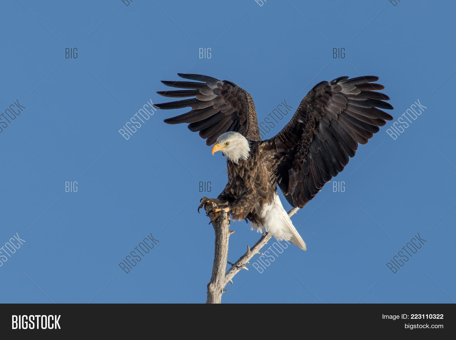 Beautiful Bald Eagle Image & Photo (Free Trial) | Bigstock