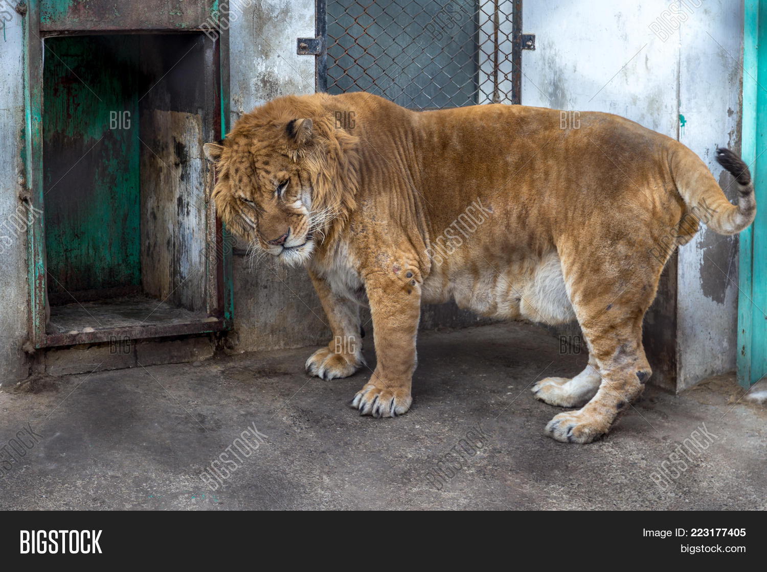 Siberian Tiger Vs Liger Size