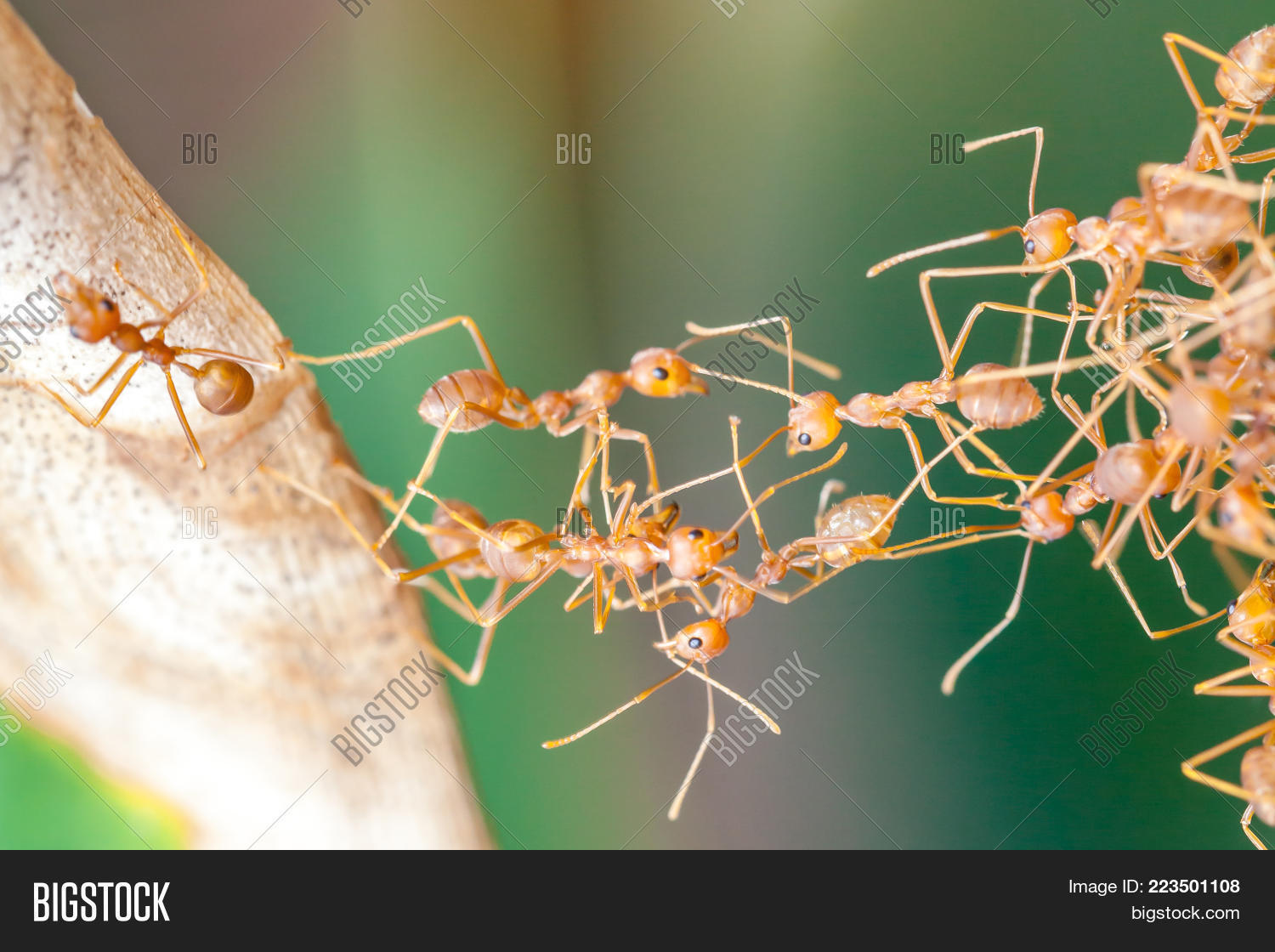 Red Ant Bridge Unity Image & Photo (Free Trial) | Bigstock