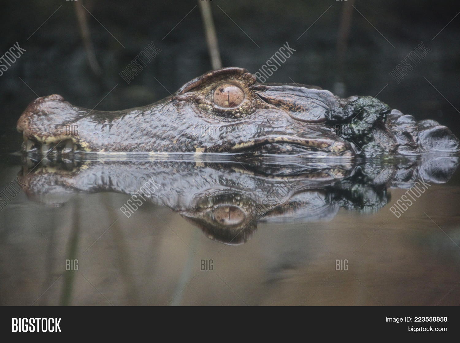 Crocodile Terror Look Image & Photo (Free Trial) | Bigstock