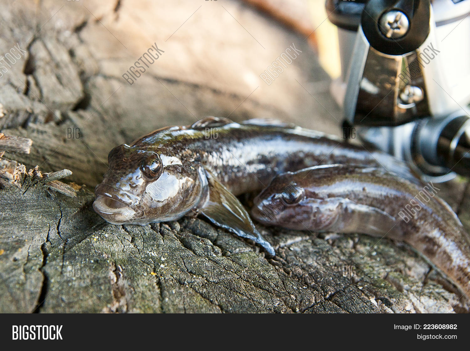 Freshwater Bullhead Image & Photo (Free Trial) | Bigstock