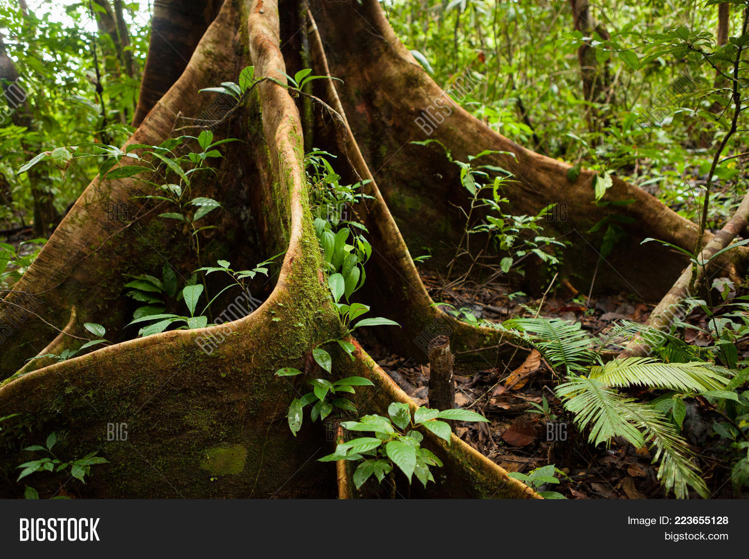 Buttress Tree Roots Image & Photo (Free Trial) | Bigstock