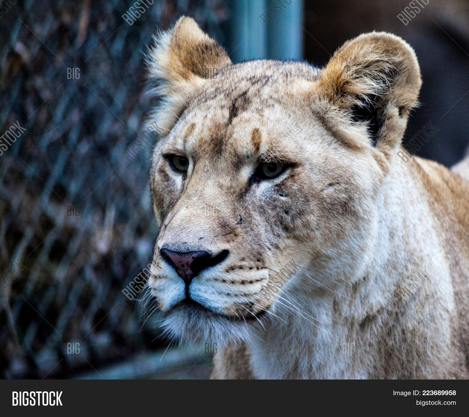 Female Ligra. Face Image & Photo (Free Trial) | Bigstock