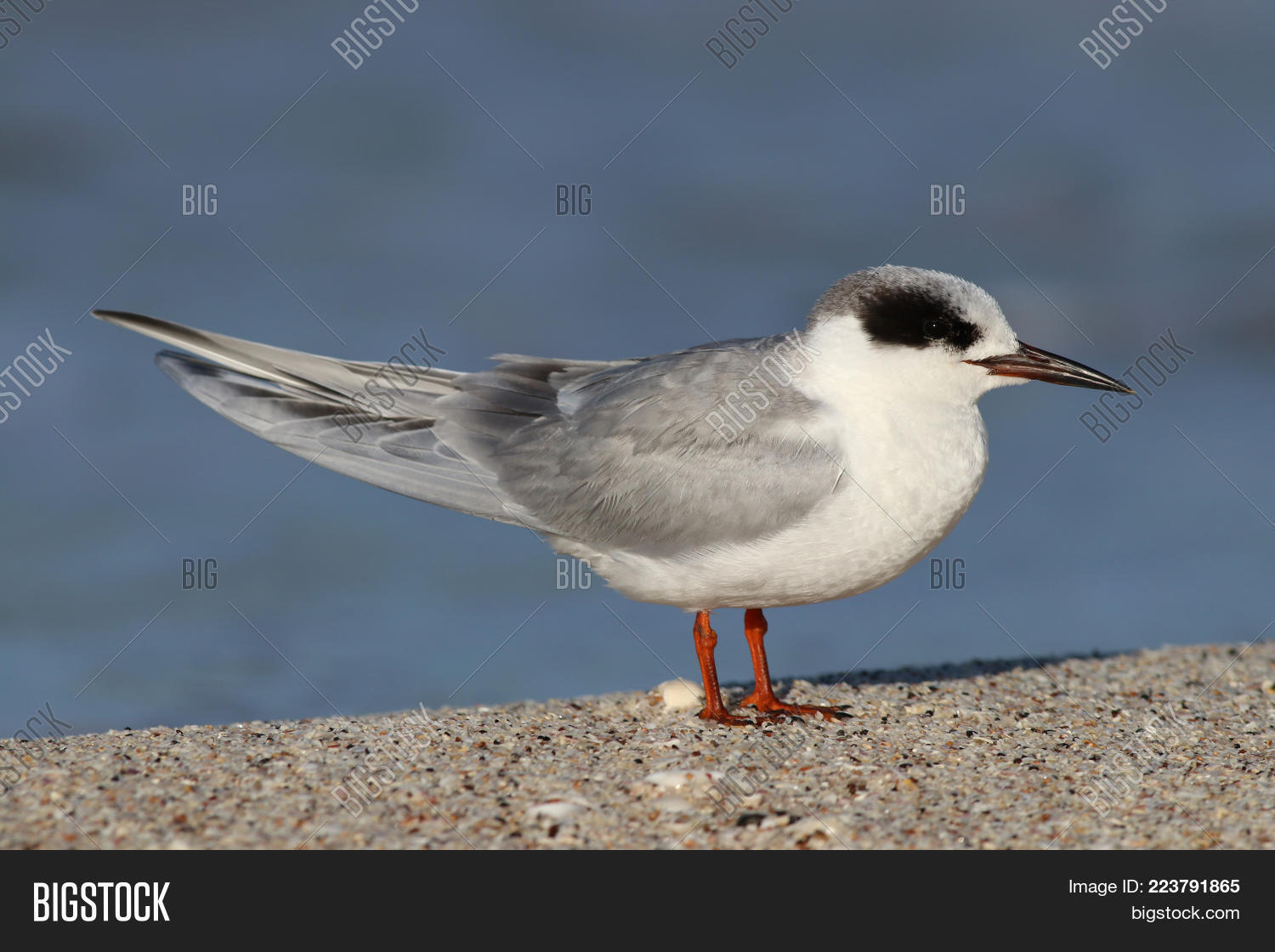 Forster's Tern Non- Image & Photo (Free Trial) | Bigstock
