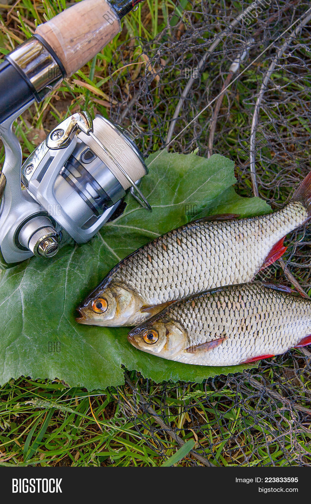 Two Freshwater Image & Photo (Free Trial) | Bigstock