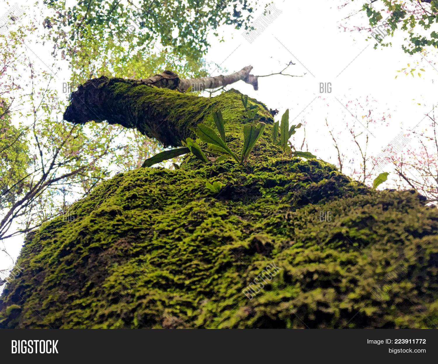 Way Bryophyta Green Image & Photo (Free Trial) | Bigstock