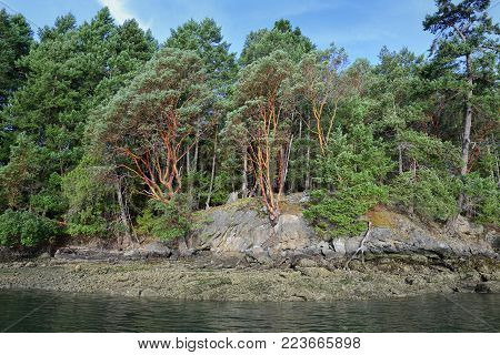 Arbutus Trees, Gulf Image & Photo (Free Trial) | Bigstock