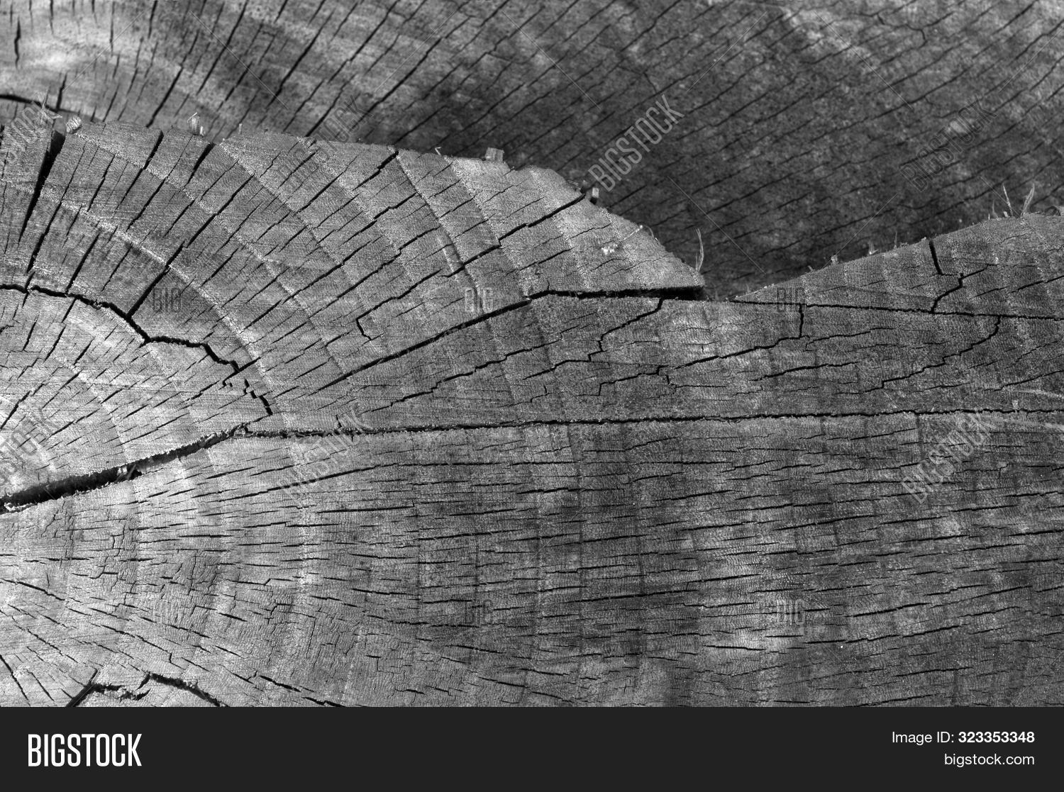 Textures Bw Wood Set Image & Photo (Free Trial) | Bigstock