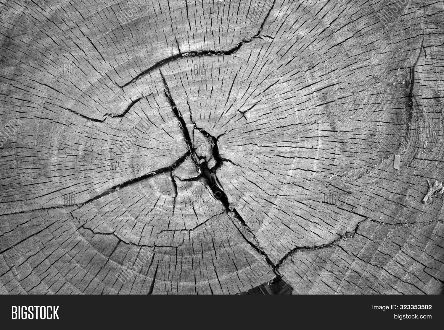 Textures Bw Wood Set Image & Photo (Free Trial) | Bigstock